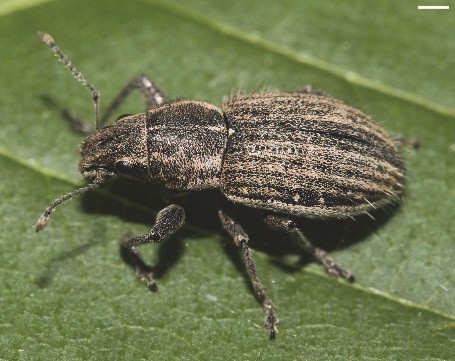 Plantation Crops | eLearning → Coffee - PCI Agricultural Services