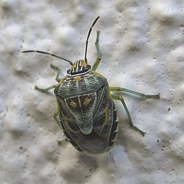 Plantation Crops | eLearning → Coffee - PCI Agricultural Services