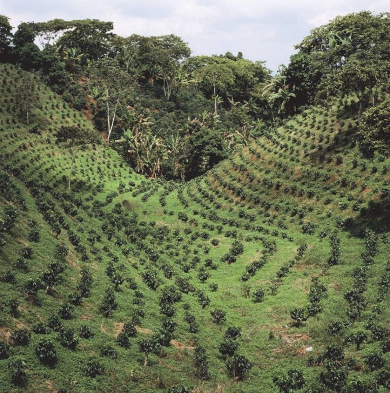 Plantation Crops | eLearning → Coffee - PCI Agricultural Services