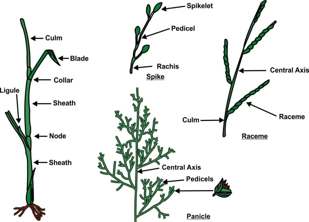 Veld and Pastures | eLearning → The Grass Plant - PCI Agricultural Services